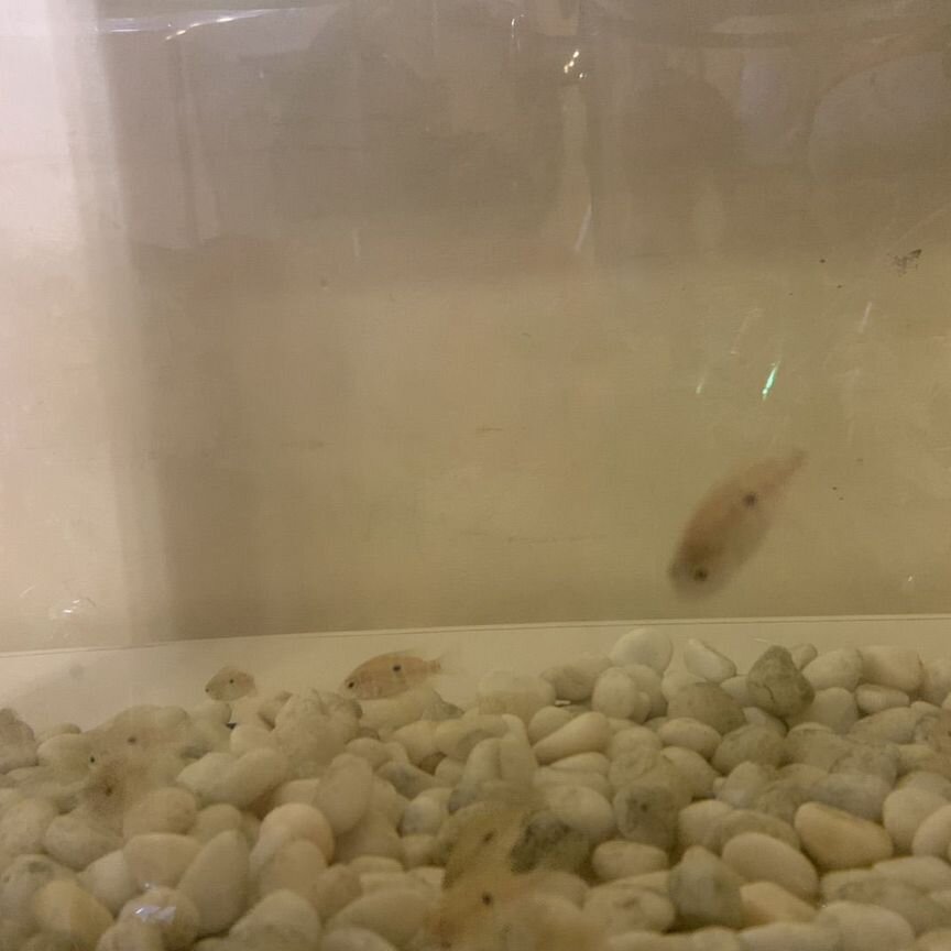 Акара бирюзовая"-малыши, длиною 2-3 см