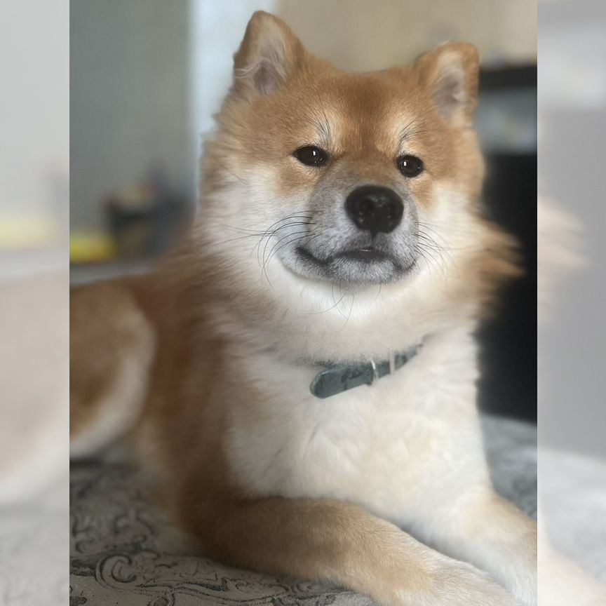 Мальчик сиба-ину ищет подружку