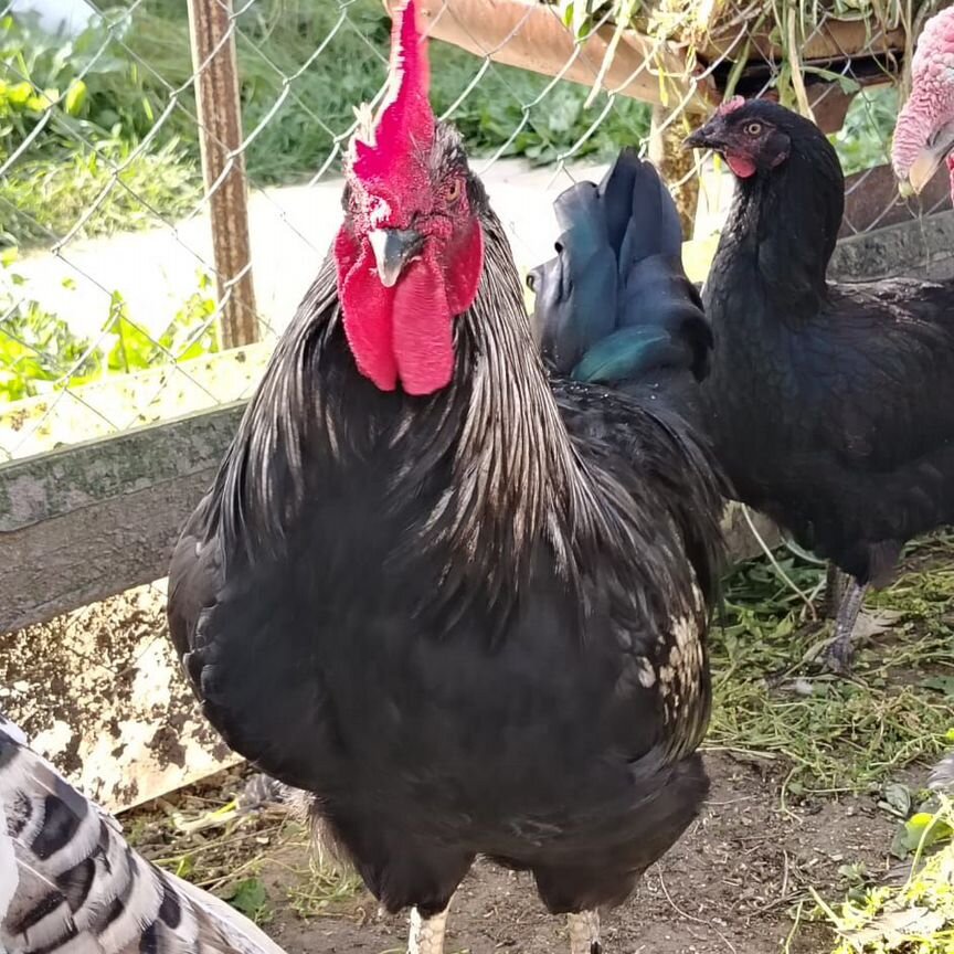 Молодой петух