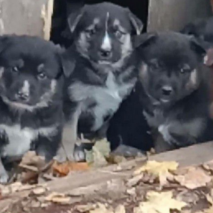 Щенки 1месяц,разный окрас 6шт