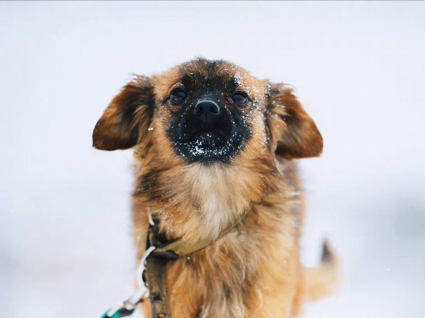 Крошка Ирма в добрые руки бесплатно