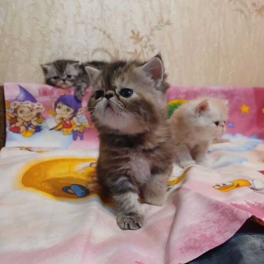 Котята экзоты