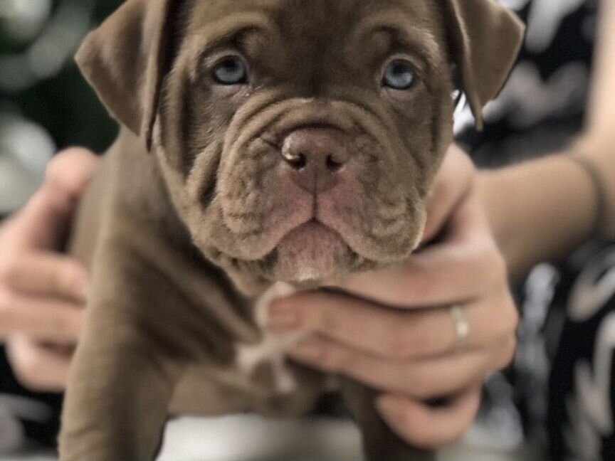 Шенки Американский булли