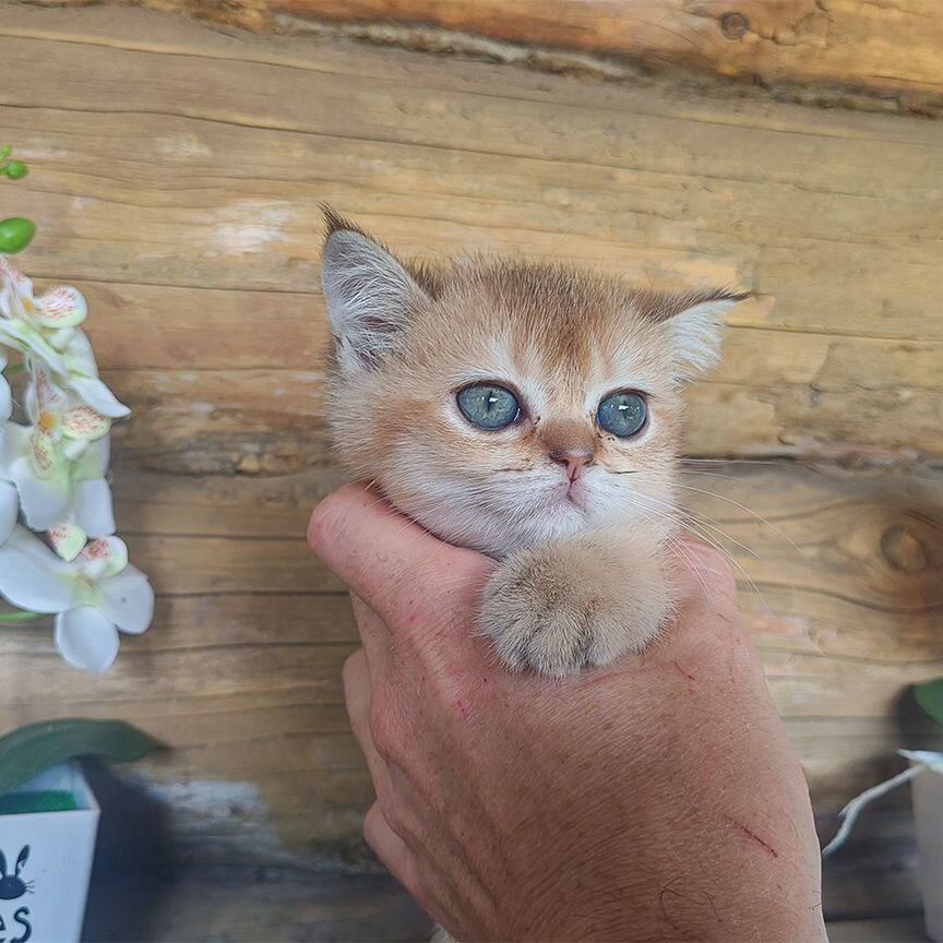 Котята вислоухие и торчеухие