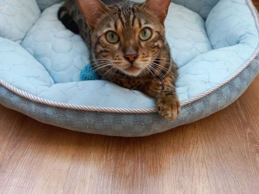 Кот в добрые руки