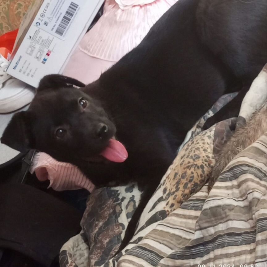 Девочка 2,5 месяцев лолочка