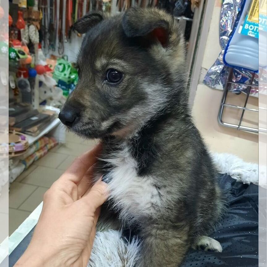 Щенок в добрые руки