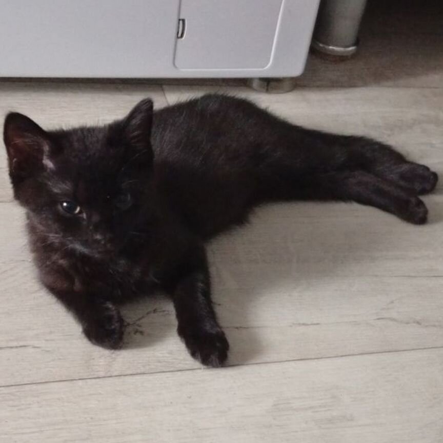 Шотландский прямоухий короткошёрстный котёнок