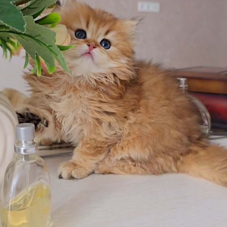 Котята золотая шиншилла