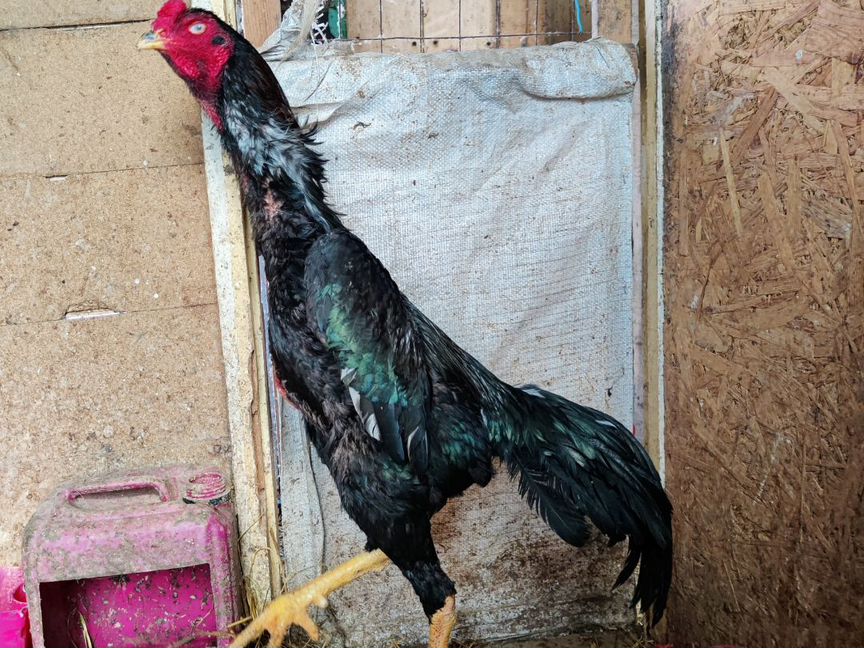 Инкубационное яйцо Шамо