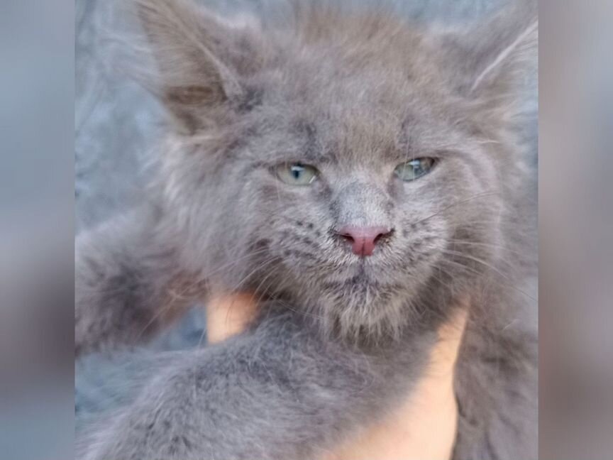 Мейн-кун мальчик голубой солид