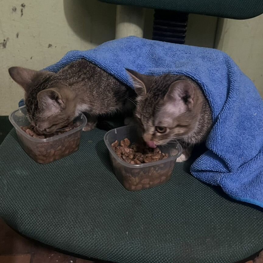 Отдам котят в добрые руки
