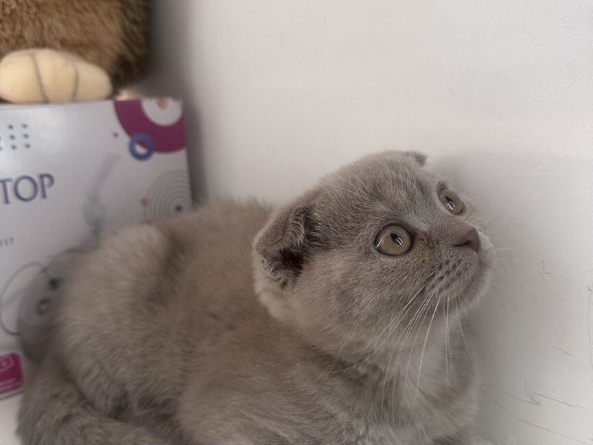 Шотландская вислоухая кошечка три месяца продам