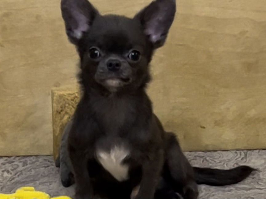 Чихуахуа мальчик гш голубой. Мини