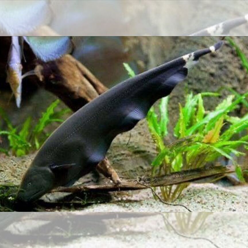 Рыбка нож черный