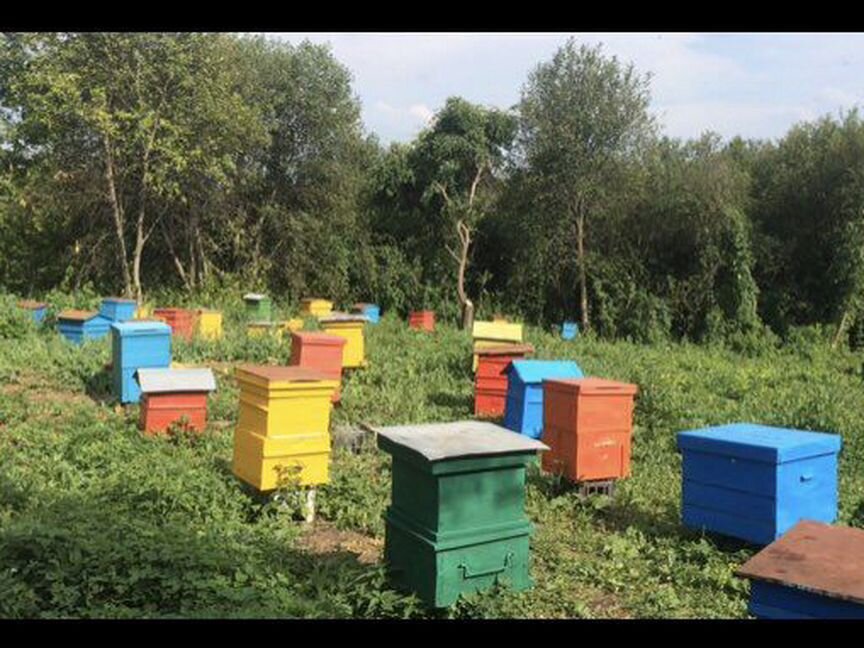 Ульи для пчел