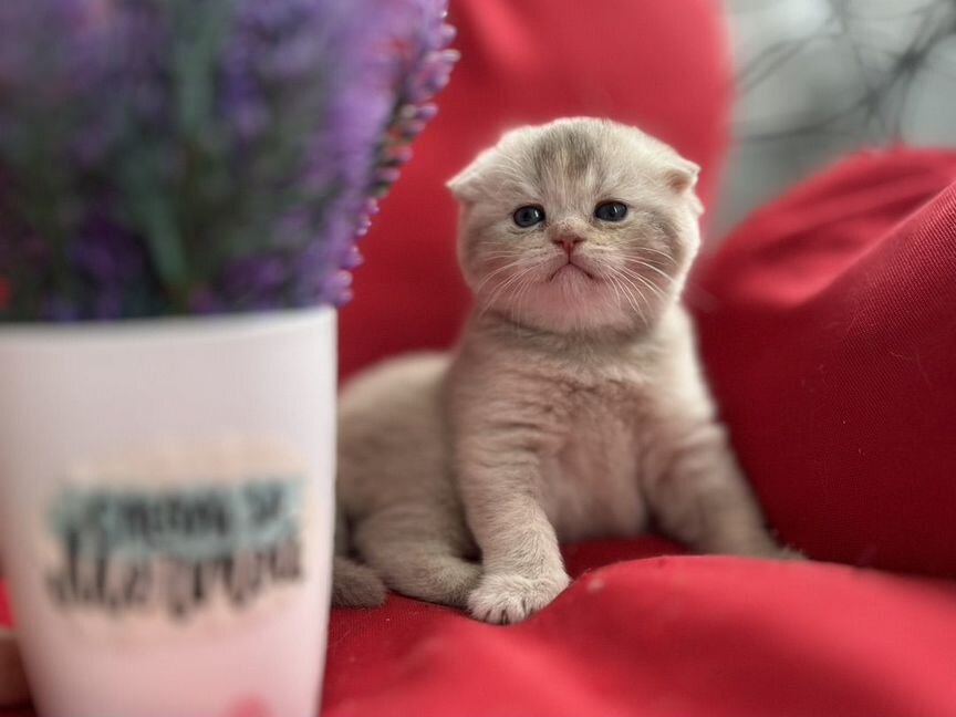 Шотландские котята