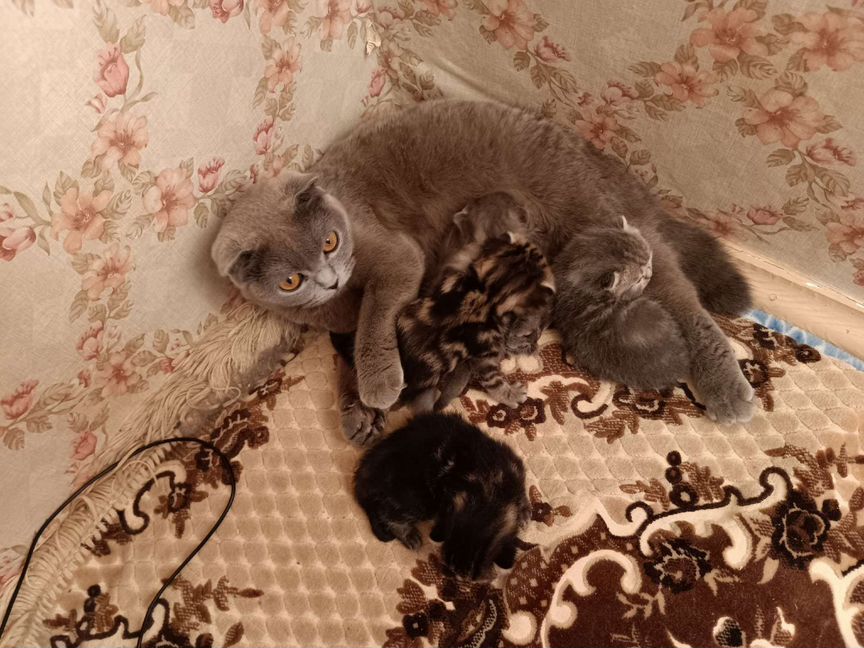Продажа котят