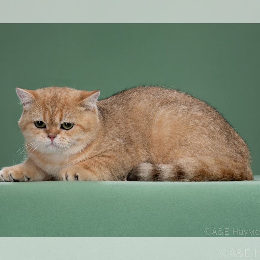 Шотландский прямоухий короткошёрстный котёнок