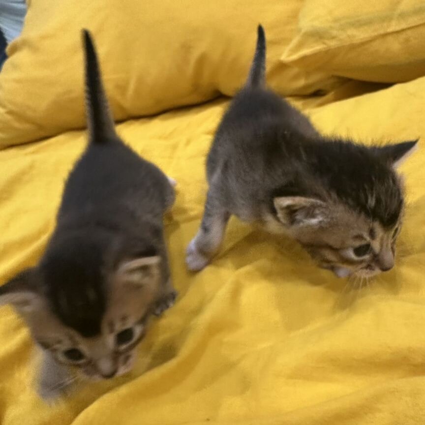 Абиссинский котёнок