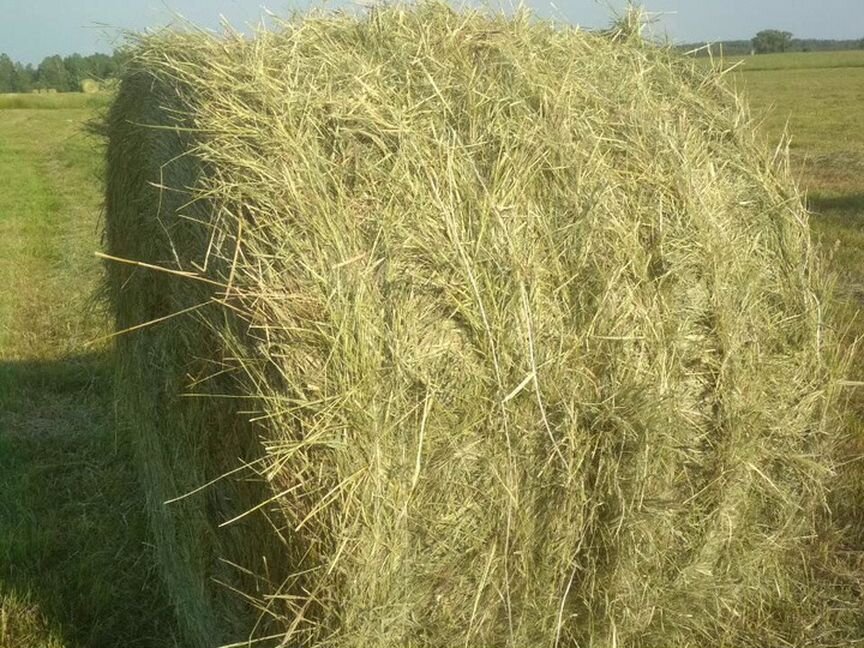 Сено из клевера, тимофеевки и козлятника