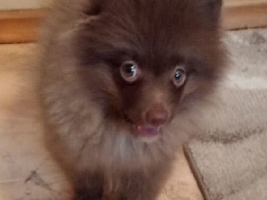 Продам щенка