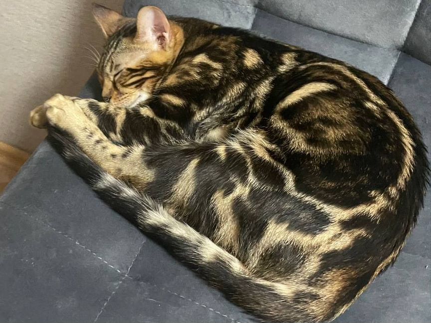 Бенгальская кошка
