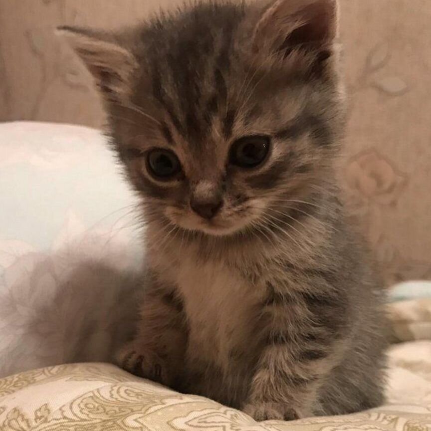 Котята. Домашние любимцы
