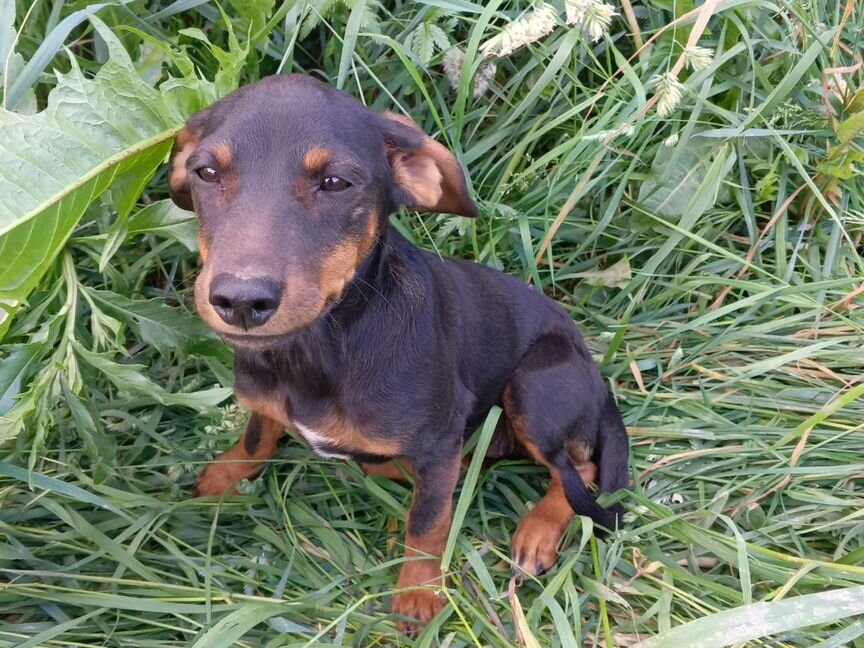 Отдам в добрые руки