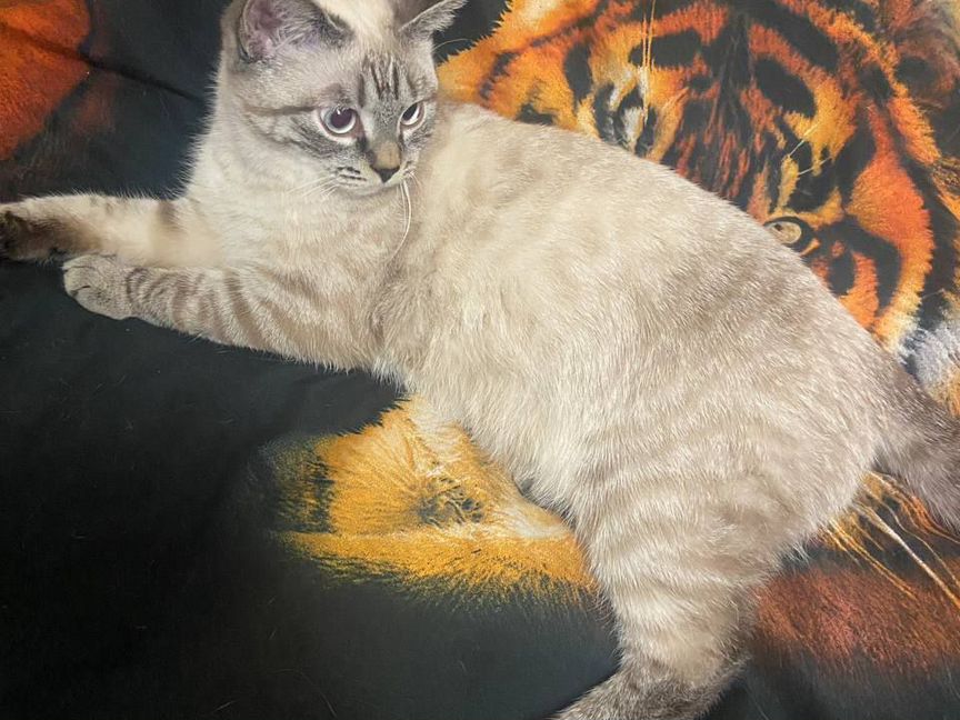 Кошка в добрые руки