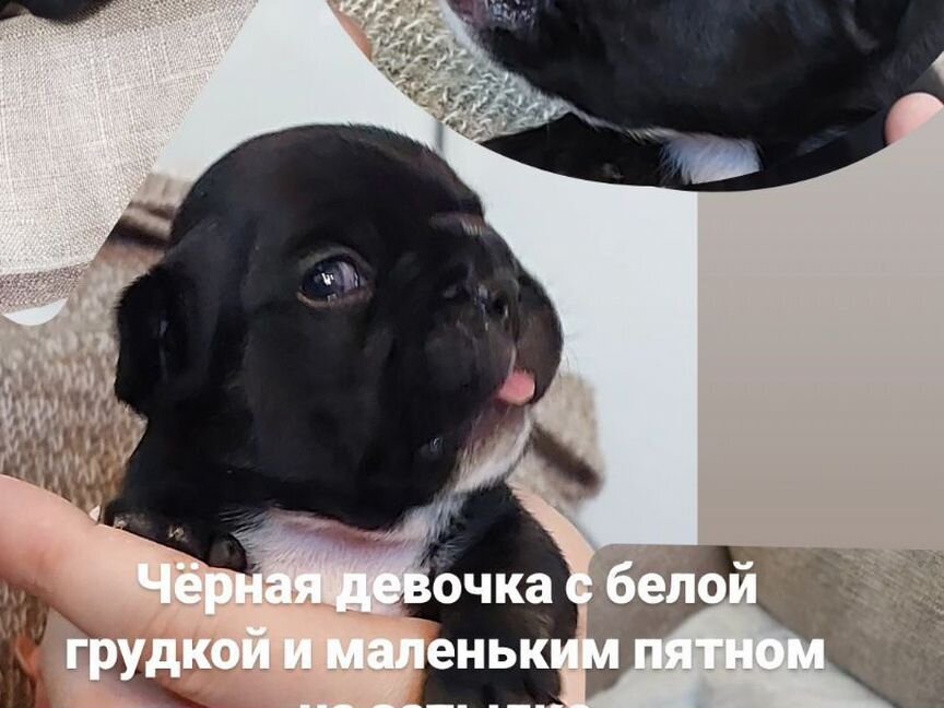 Девочка - французский будьдог