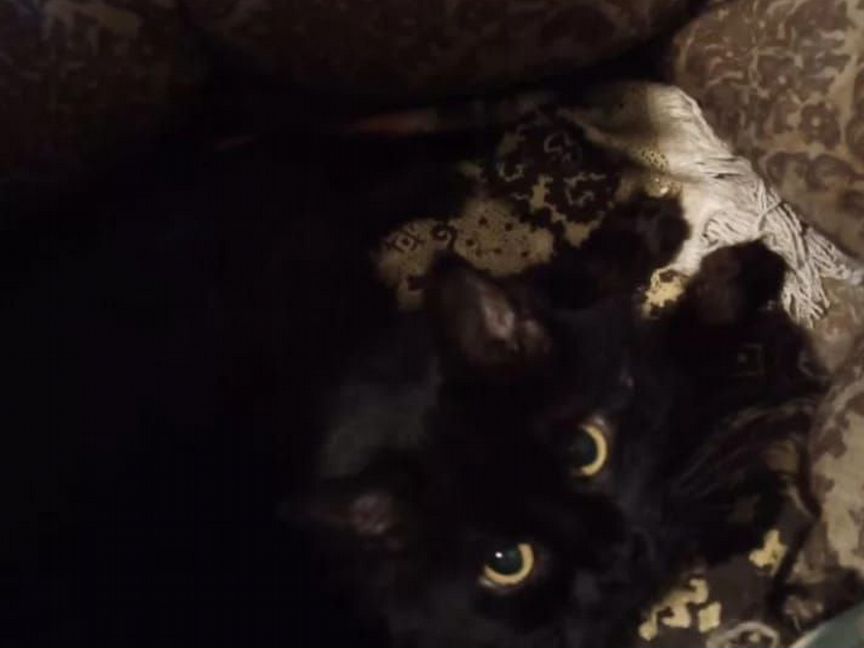 Кошечке нужна помощь