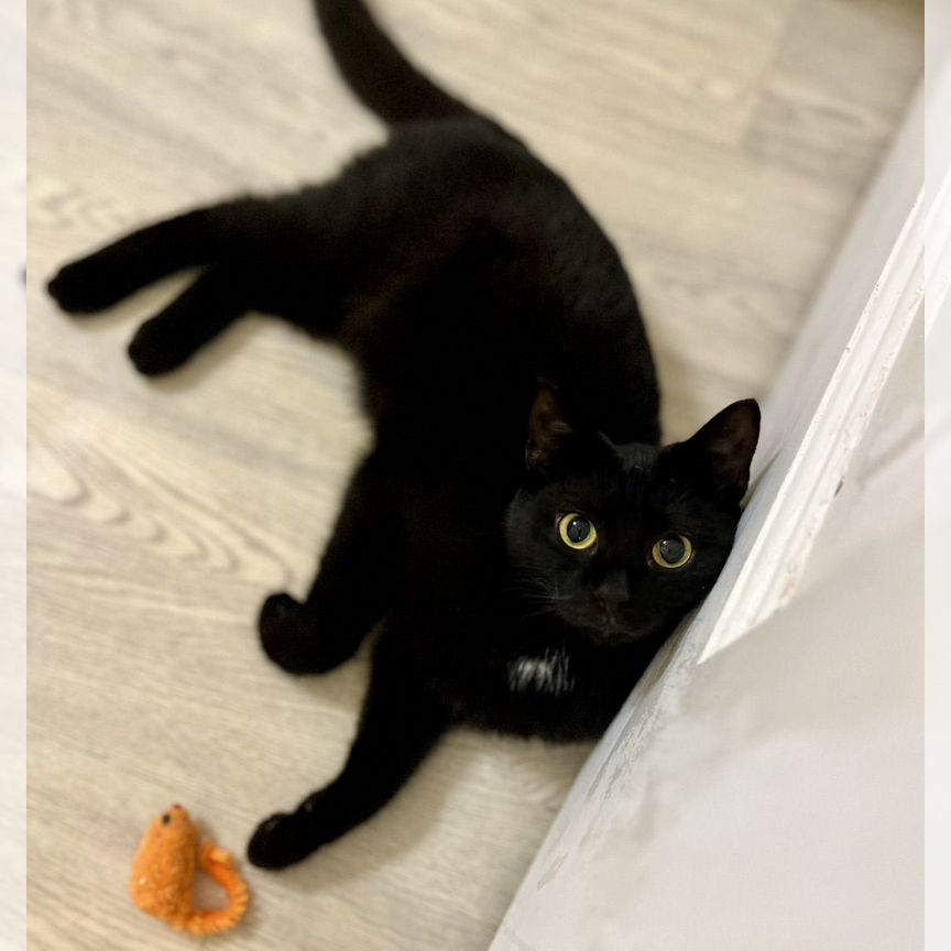 Черный котенок девочка