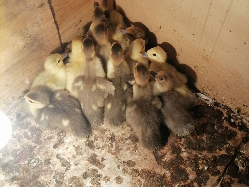 Утята индоутки