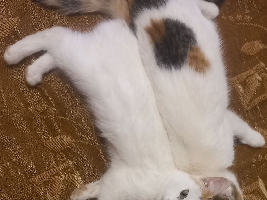 Кошки в добрые руки