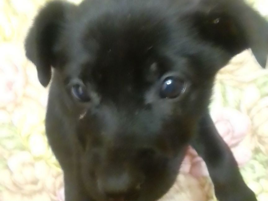 Стафик в добрые руки