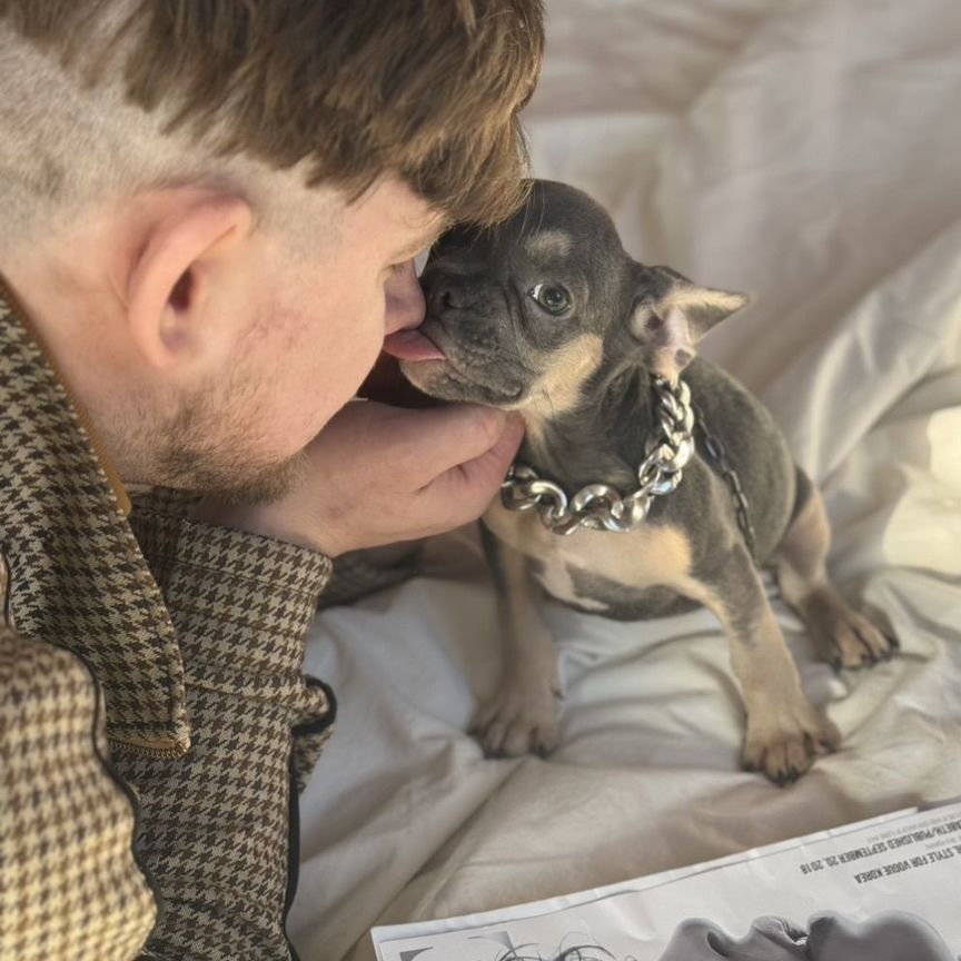 Французский бульдог, щенок