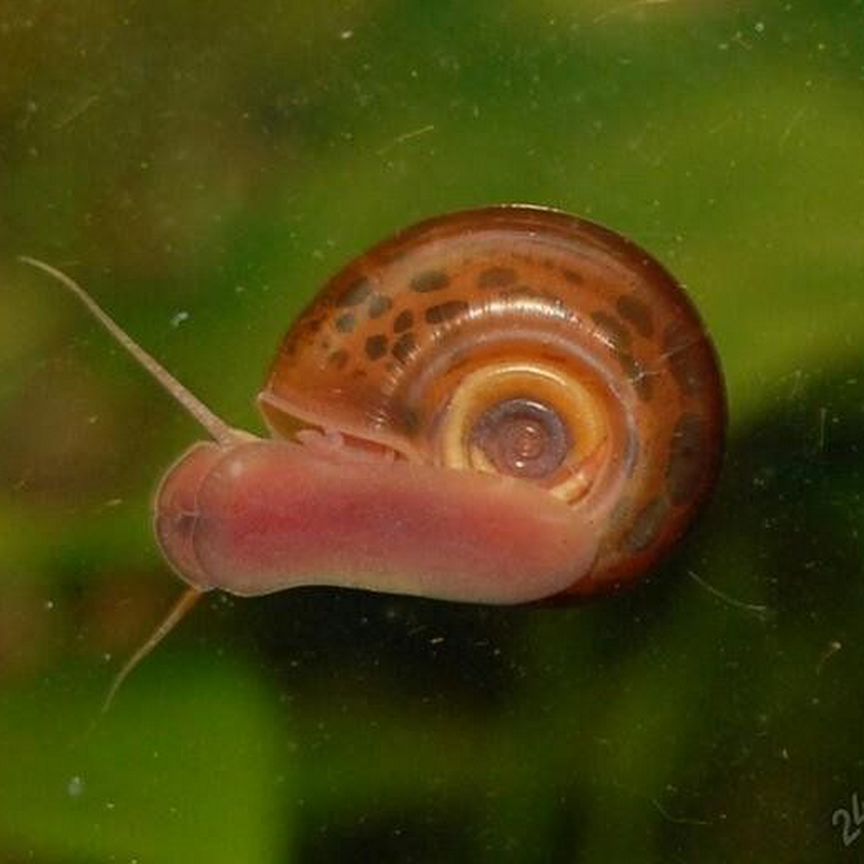 Улитки аквариумные