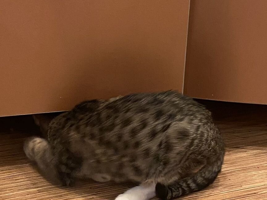 Котята подростки 4 месяца мальчики