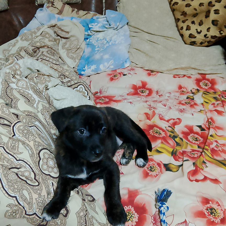 Отдам щенка в добрые руки