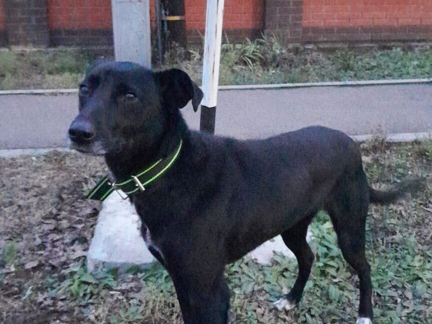 Собака Айка