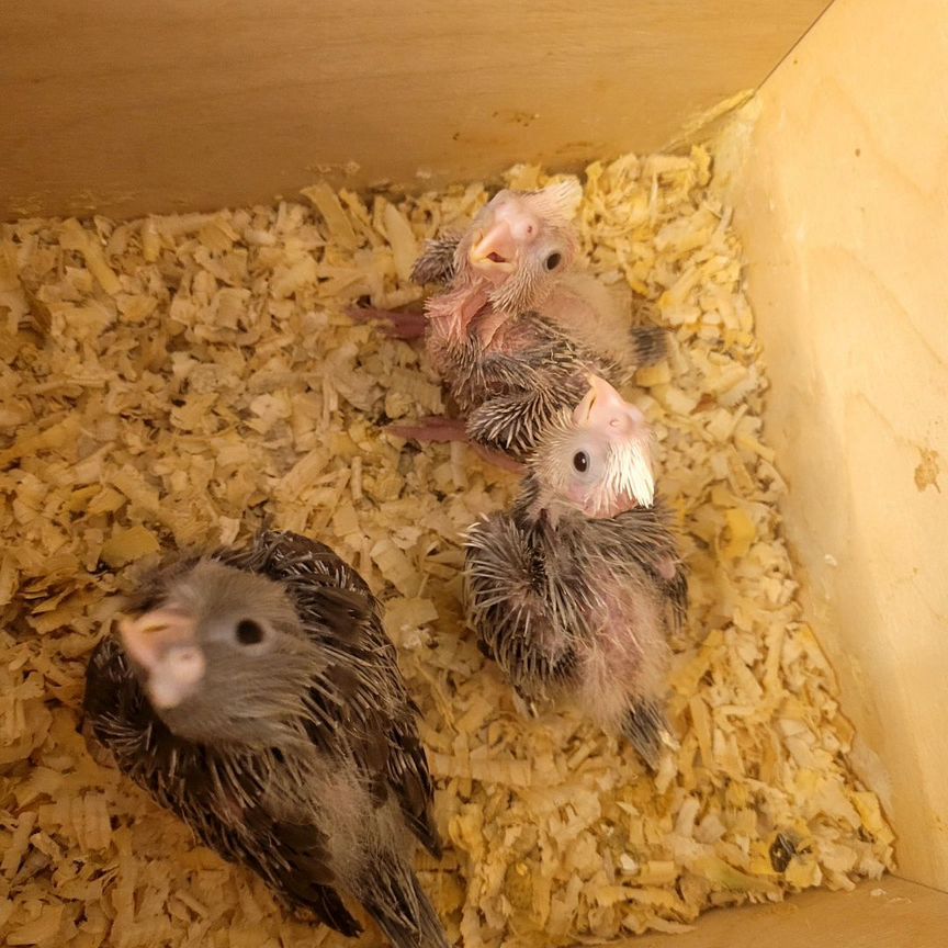 Птенцы Корелла