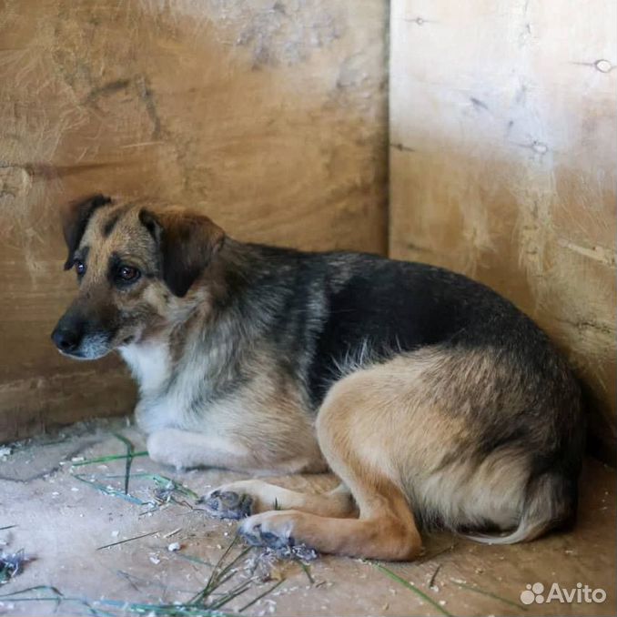 Собака Глаша из приюта Некрасовка