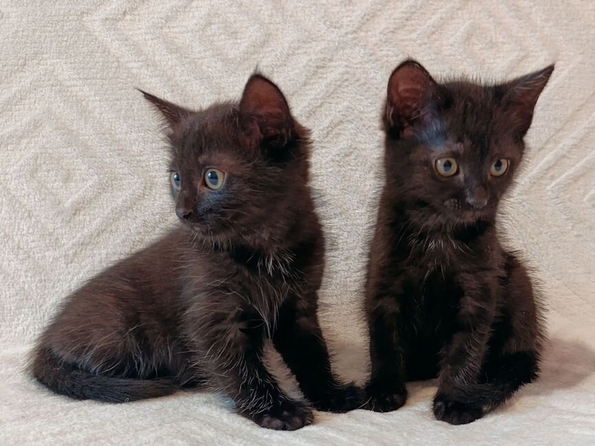 Малышки в поисках семьи