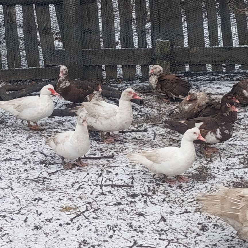 Утки шипуны