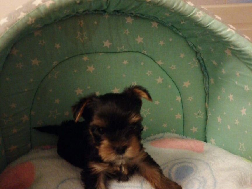 Продаю собаку породистую