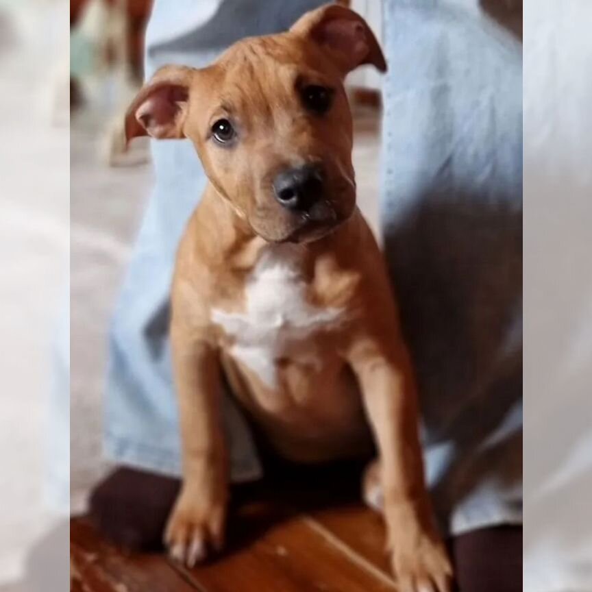 Щенок стаффорда