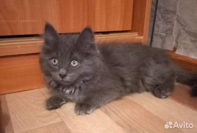 Котёнок