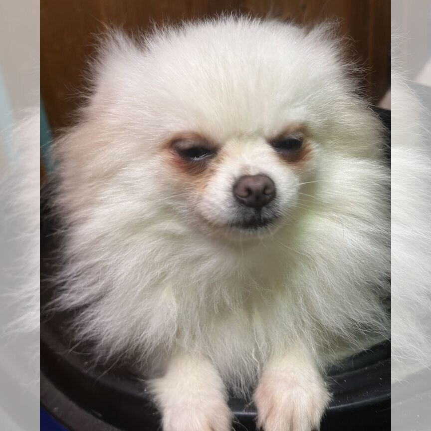 Померанский шпиц, взрослая собака