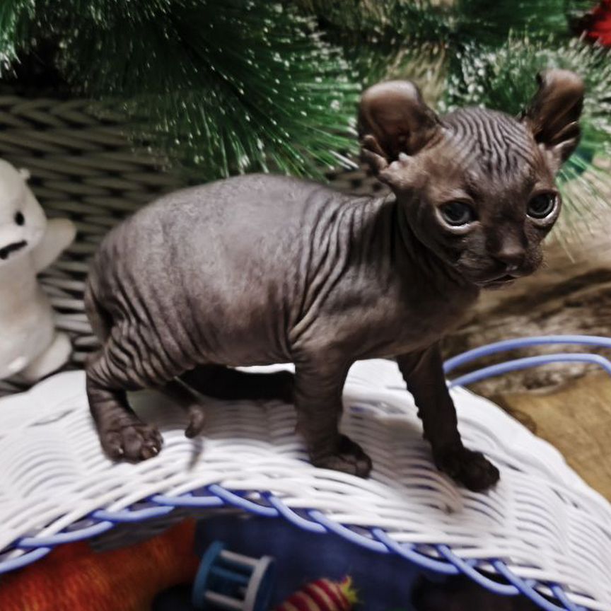 Канадский сфинкс котёнок